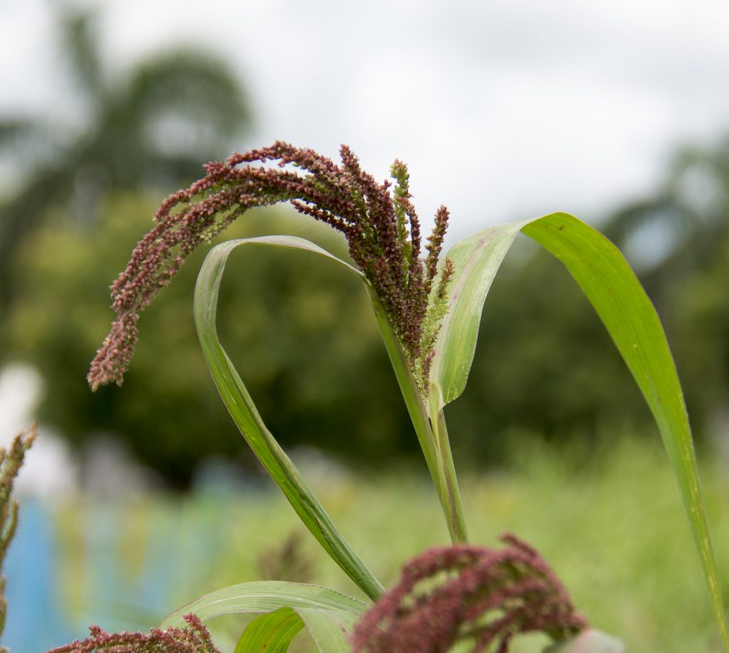 Top 5 reasons to have millets - Smart Food
