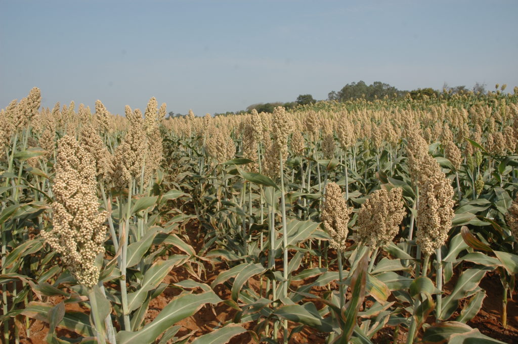 Sorghum hybrid Developed using ICRISAT Breeding Material Received ...