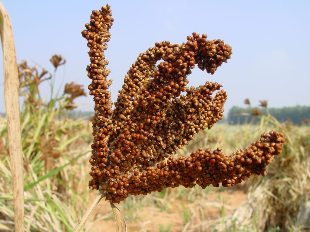 Finger Millet - Smart Food