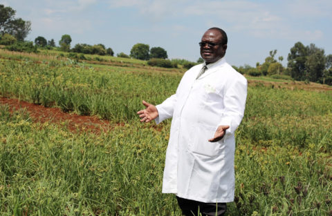 Wimbi (Finger Millet) back on the menu thanks to years of research at ...