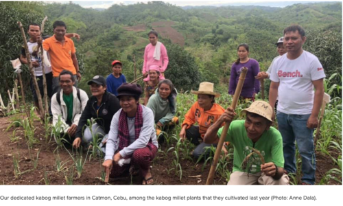 Voices from the Field: Kabog Millet Farmers in the Philippines Envision ...